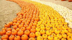 5 FUN PHOENIX PUMPKIN PATCHES TO VISIT THIS FALL