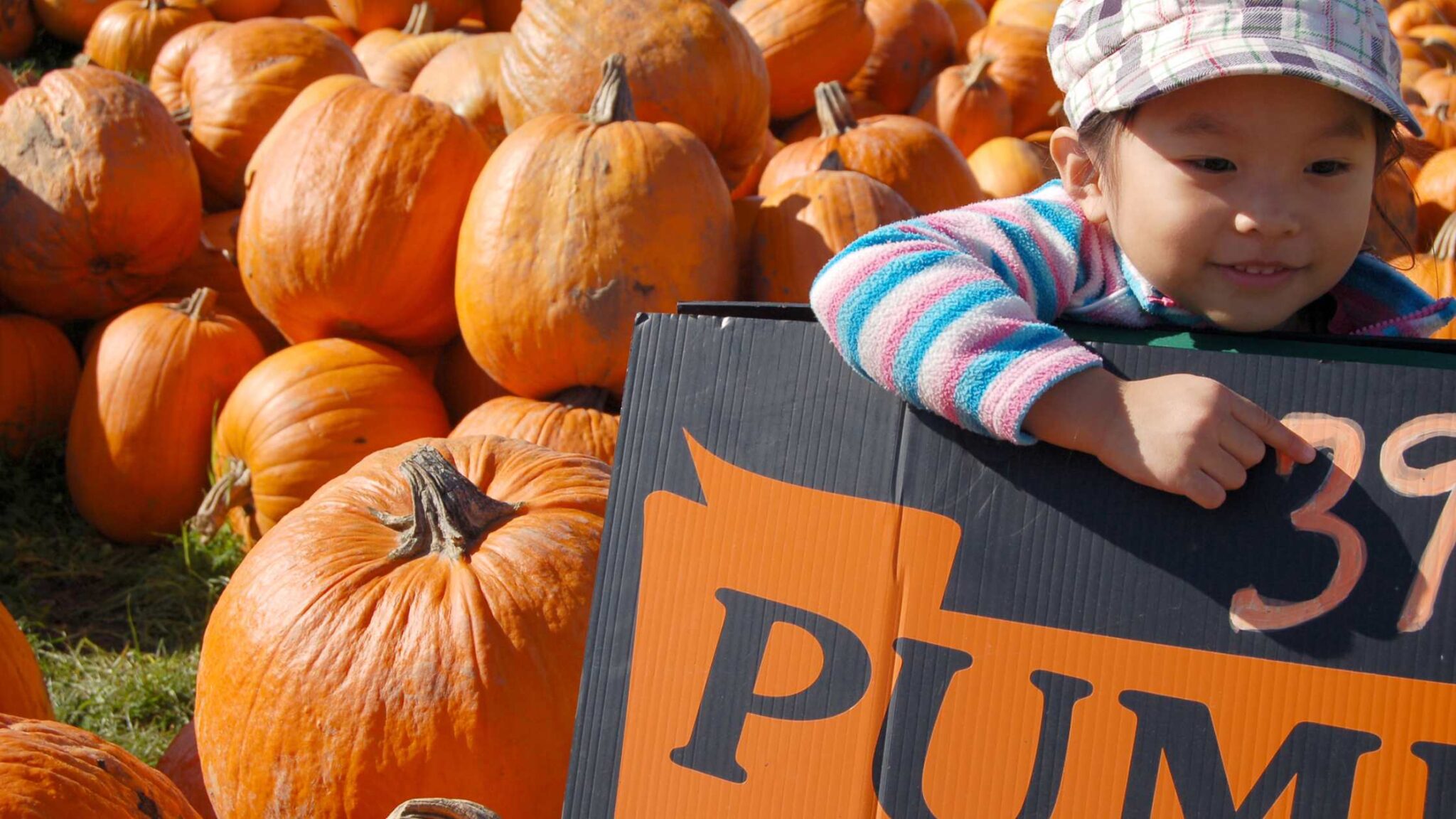 5 FUN PHOENIX PUMPKIN PATCHES TO VISIT THIS FALL