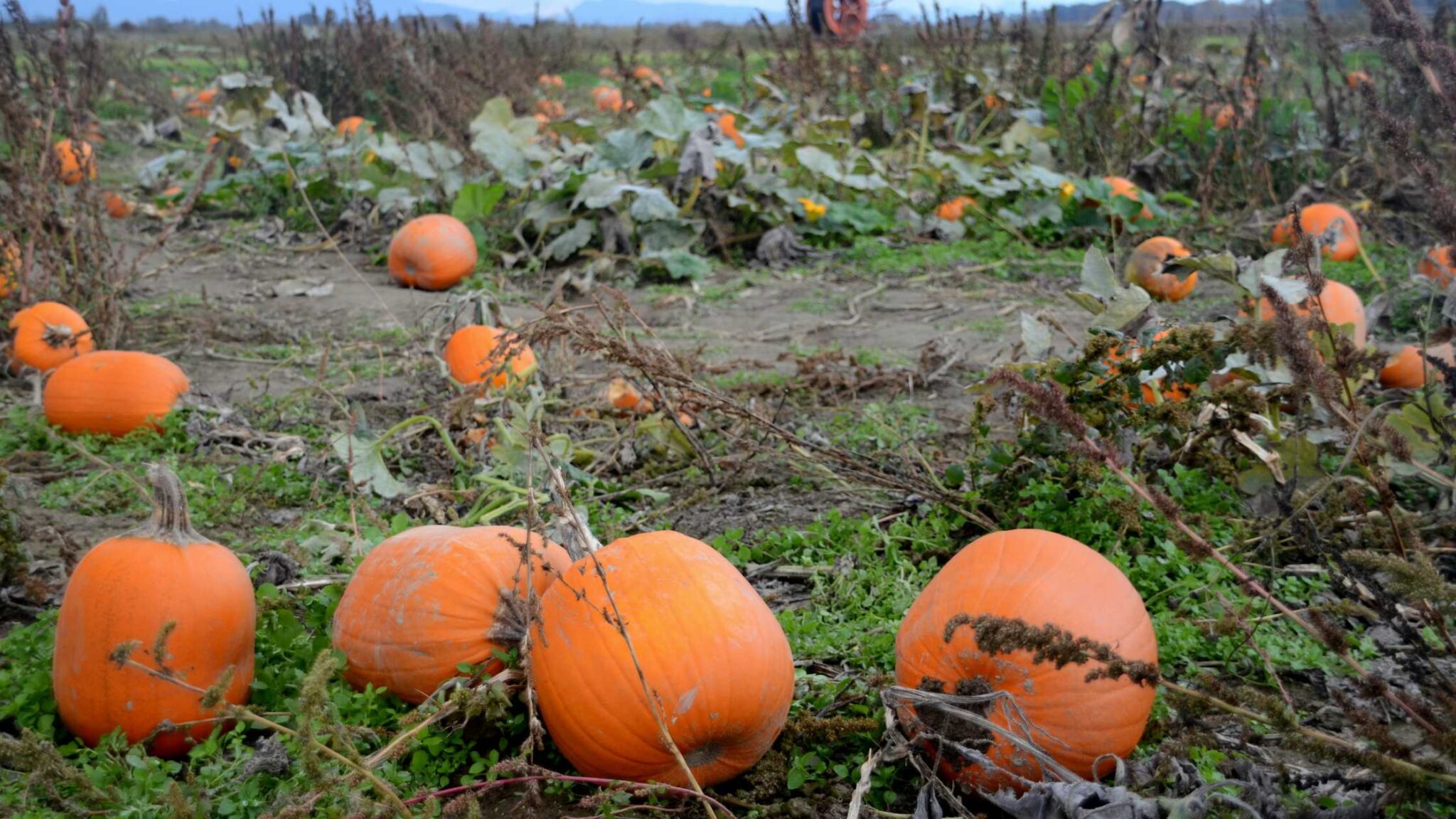17 PUMPKIN PATCHES IN ARIZONA TO VISIT