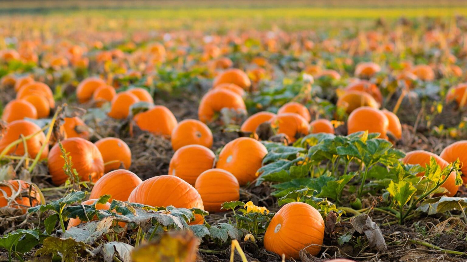 17 PUMPKIN PATCHES IN ARIZONA TO VISIT