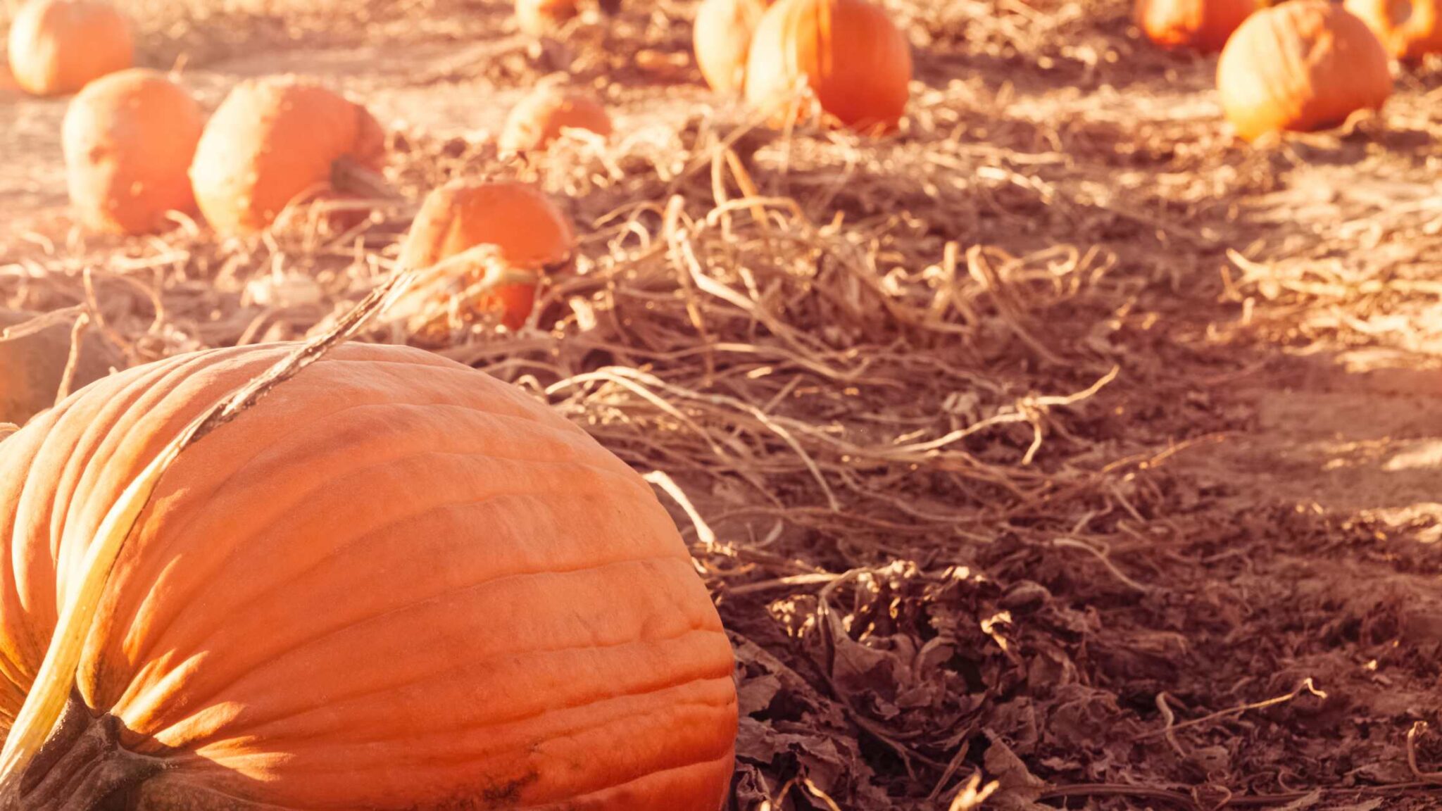 17 PUMPKIN PATCHES IN ARIZONA TO VISIT