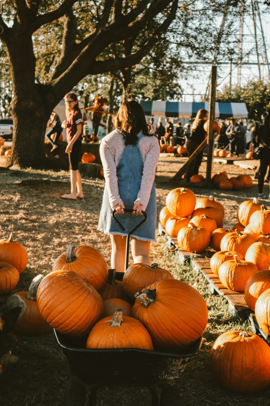 5 FUN PHOENIX PUMPKIN PATCHES TO VISIT THIS FALL