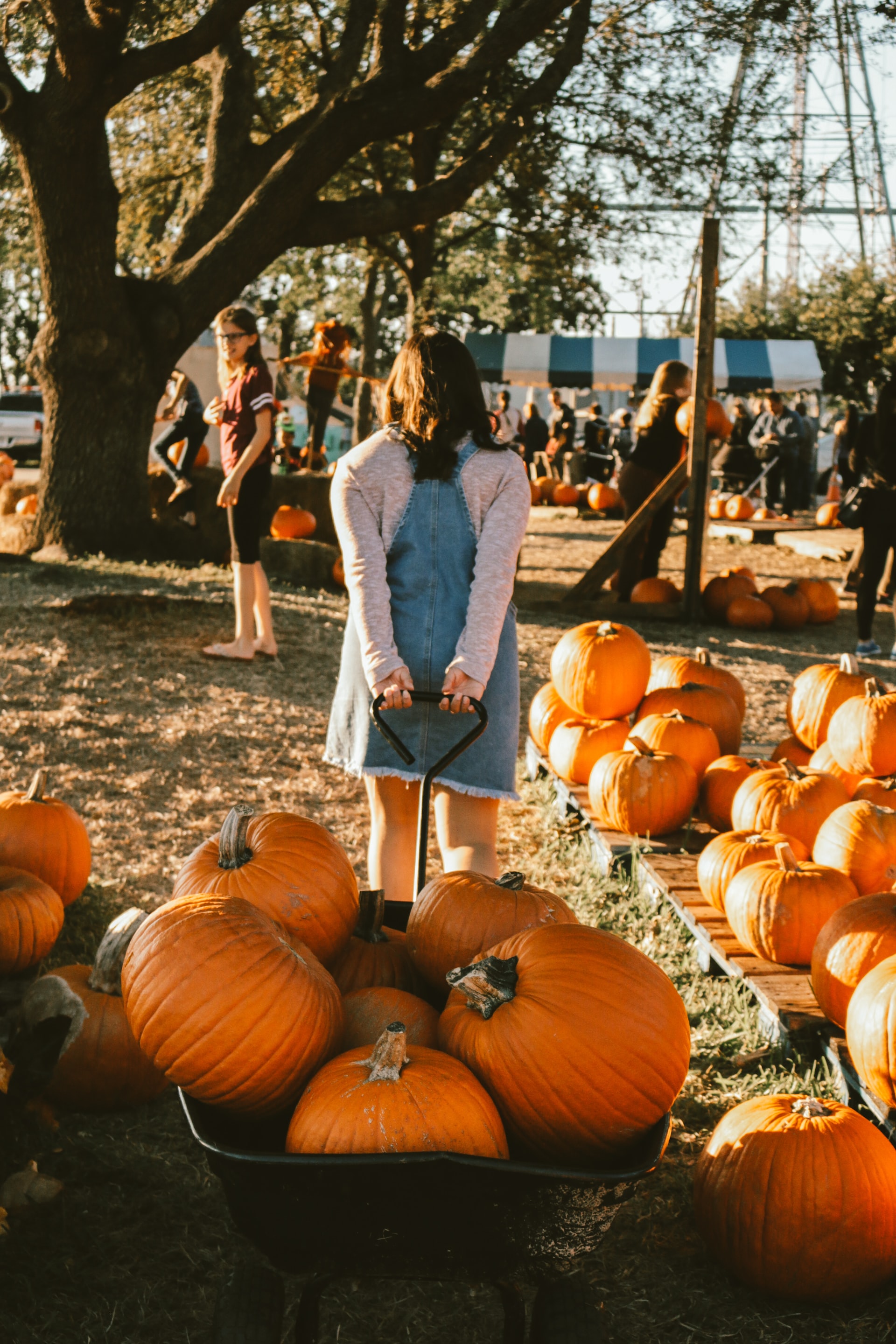 5 FUN PHOENIX PUMPKIN PATCHES TO VISIT THIS FALL