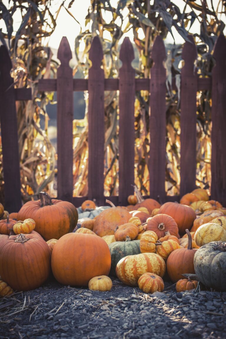 5 FUN PHOENIX PUMPKIN PATCHES TO VISIT THIS FALL