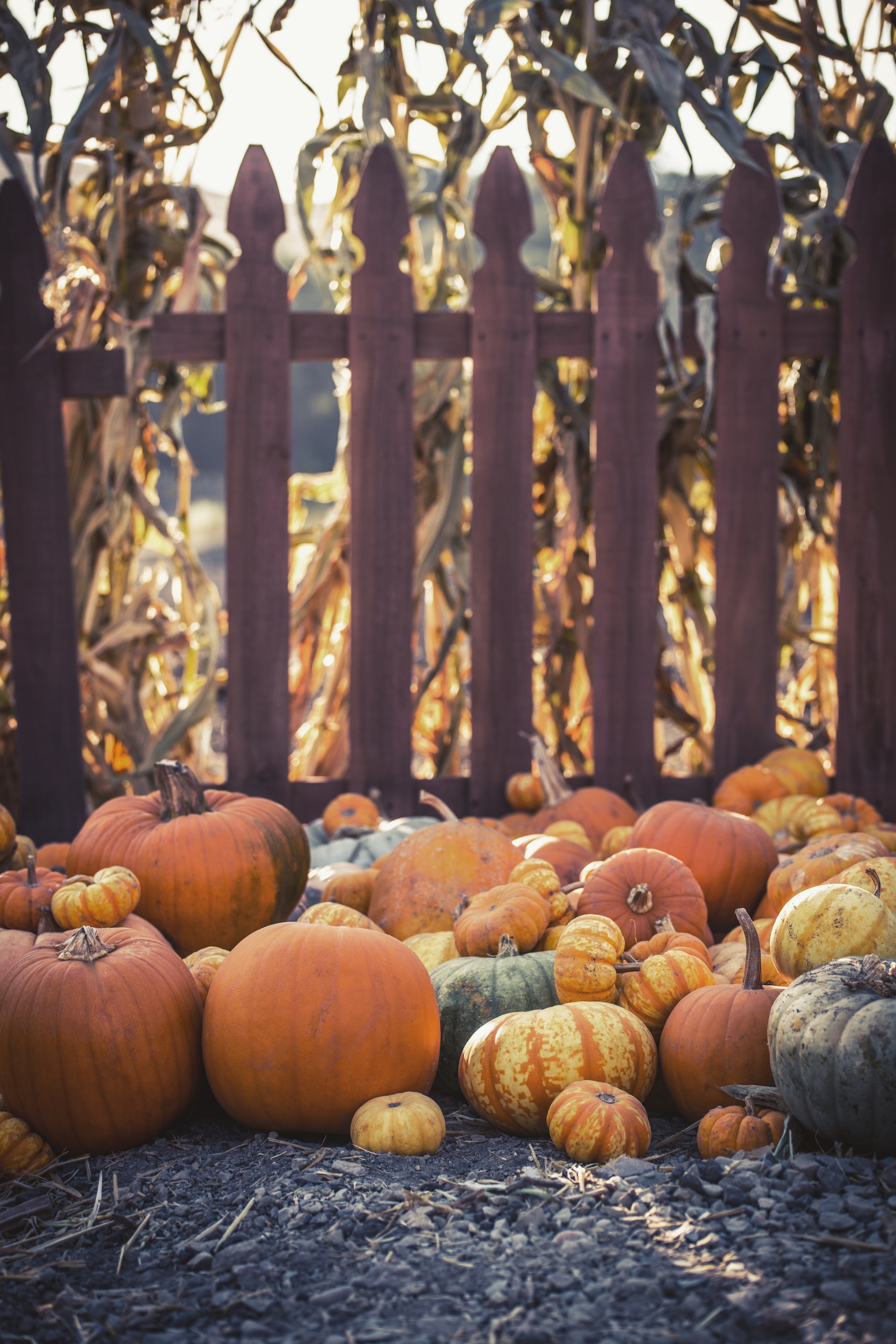 5 FUN PHOENIX PUMPKIN PATCHES TO VISIT THIS FALL
