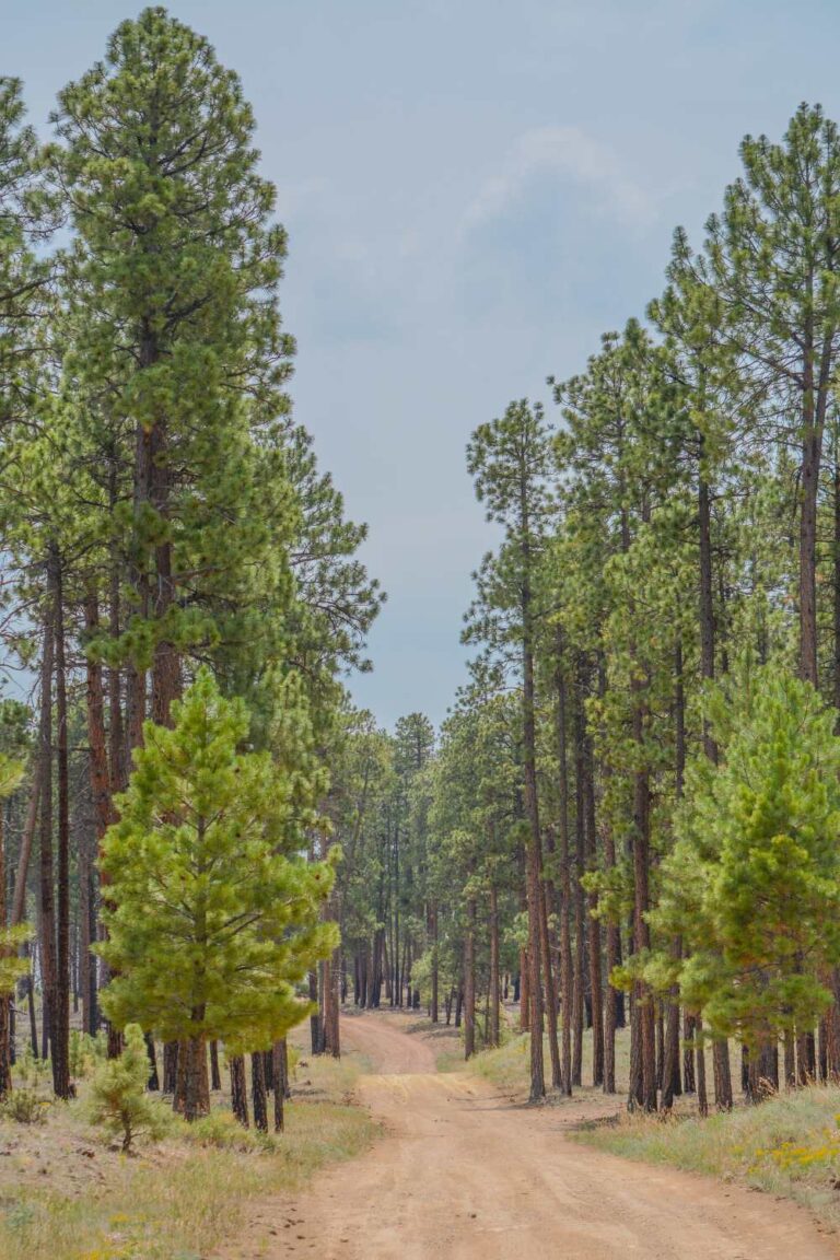 38 BEST THINGS TO DO IN WILLIAMS AZ FOR OUTDOOR FUN