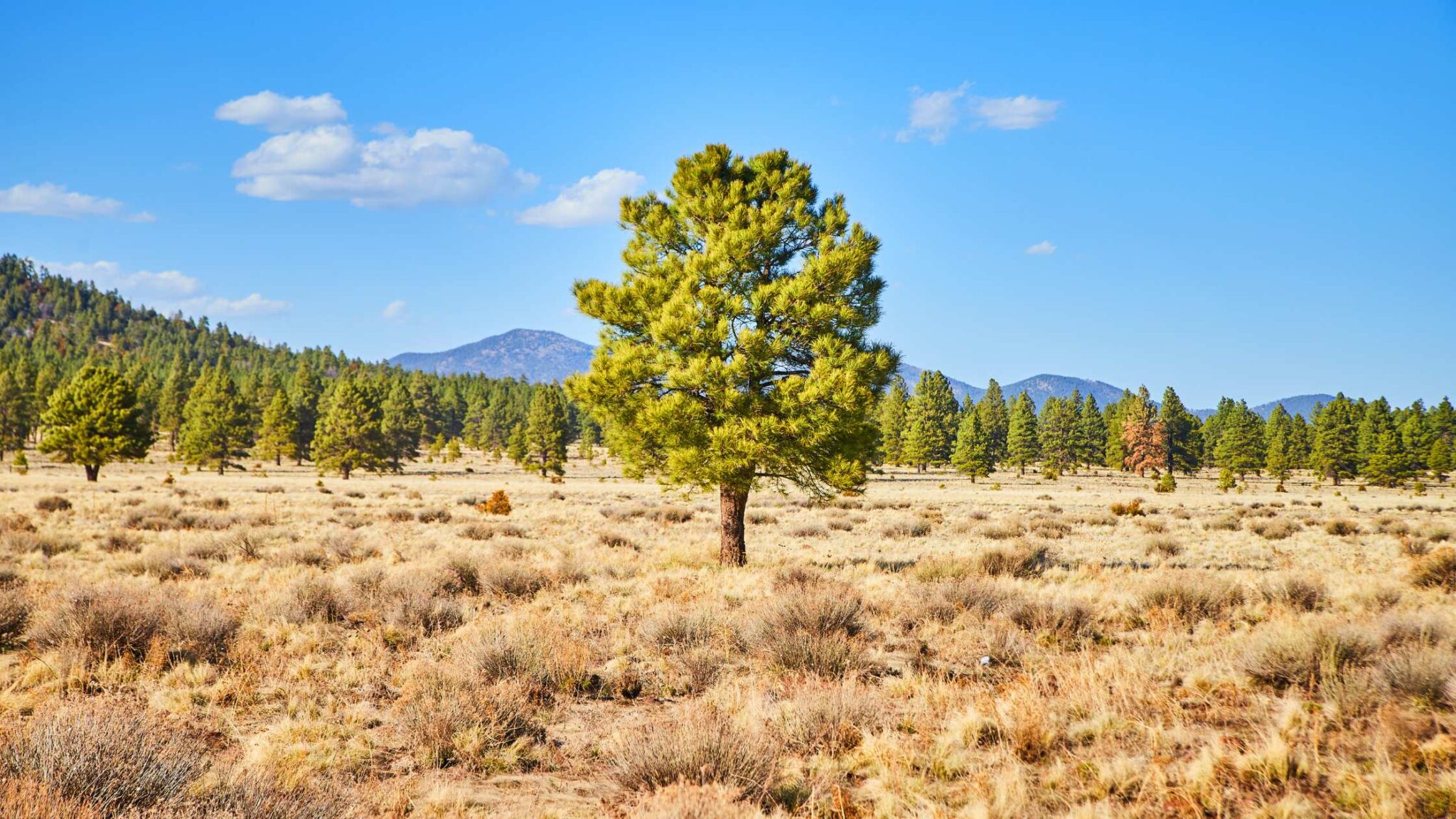 38 BEST THINGS TO DO IN WILLIAMS AZ FOR OUTDOOR FUN