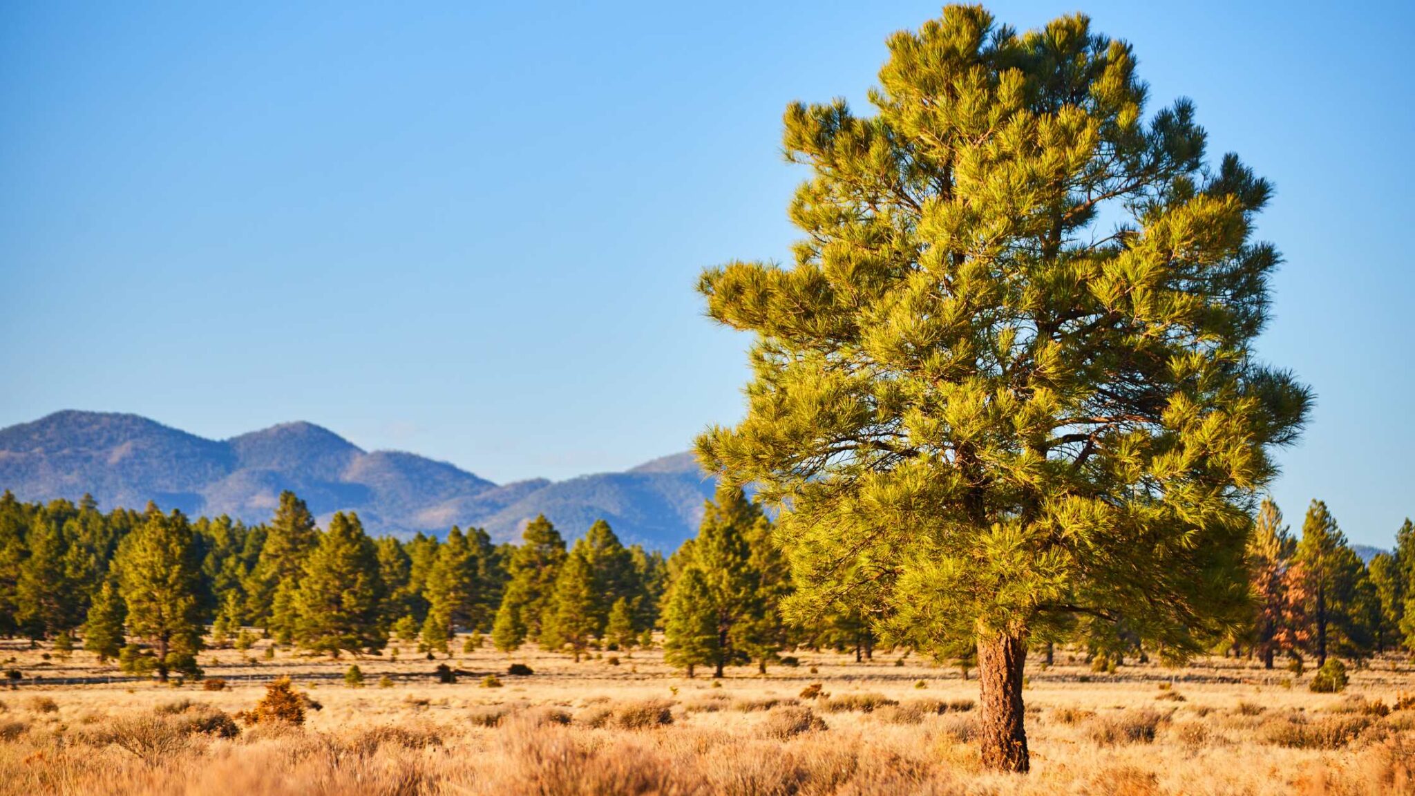 38 BEST THINGS TO DO IN WILLIAMS AZ FOR OUTDOOR FUN