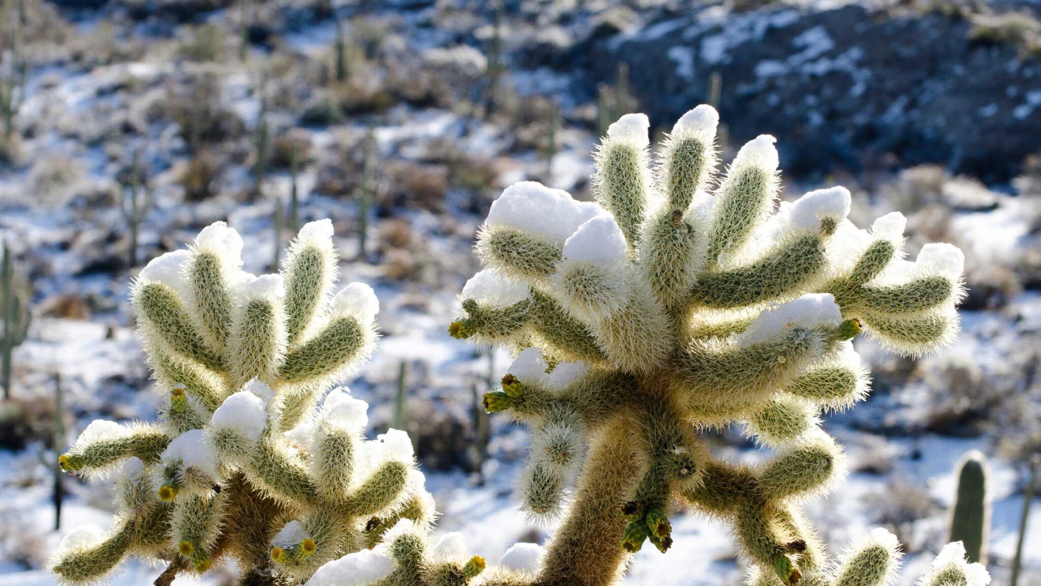 35 FUN THINGS TO DO IN ARIZONA IN DECEMBER THIS YEAR