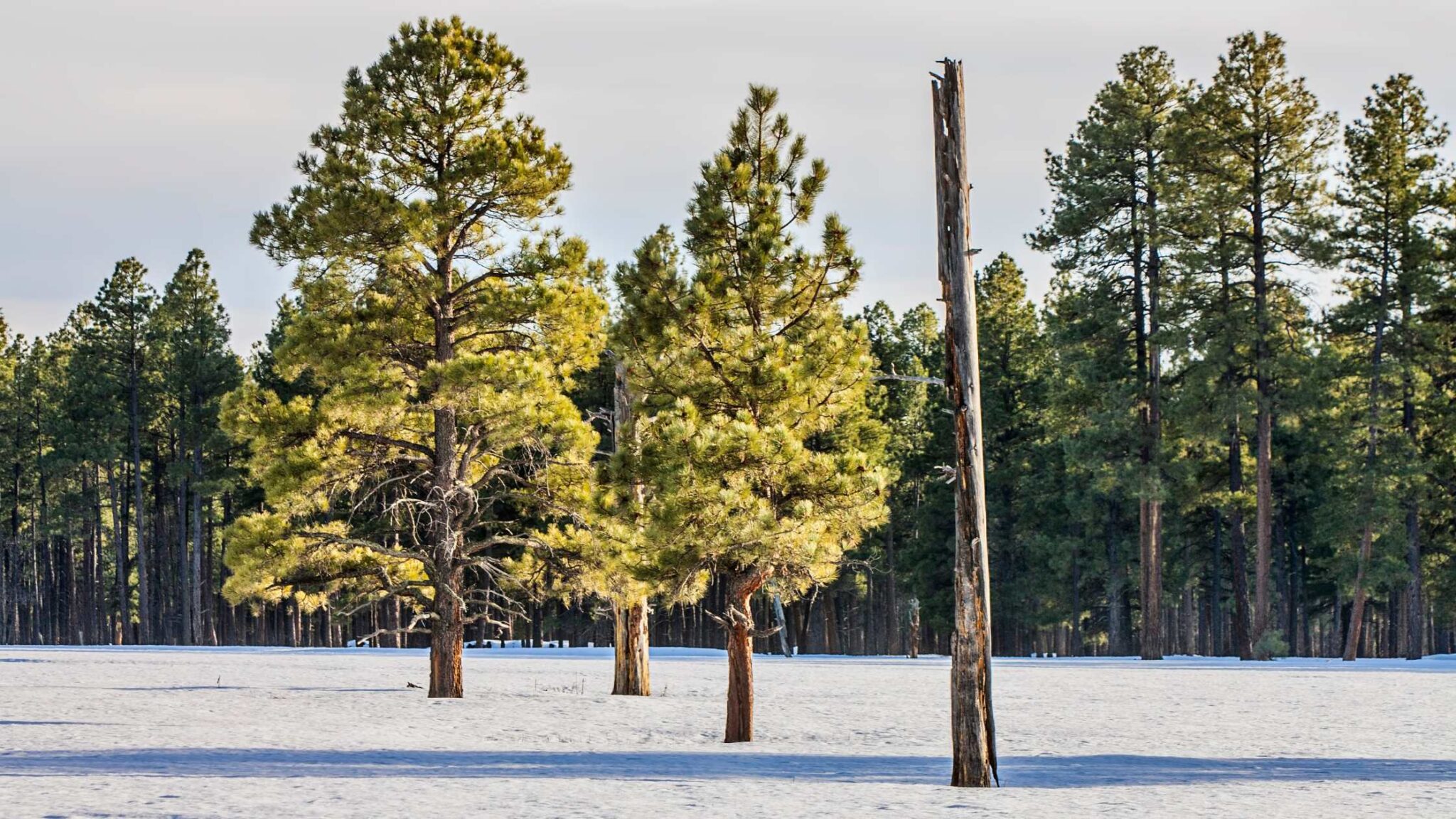 DOES IT SNOW IN ARIZONA? 15 PLACES TO ENJOY SNOW
