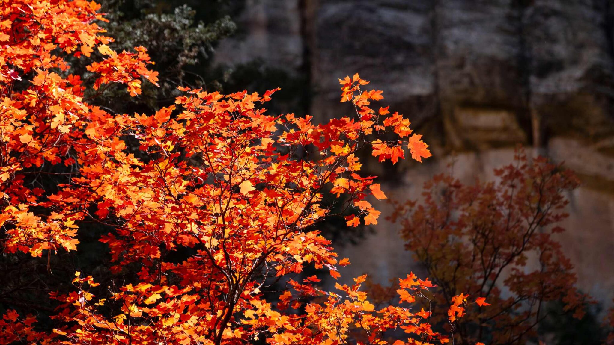 FALL COLORS IN ARIZONA - 25 BEST SPOTS TO GO!