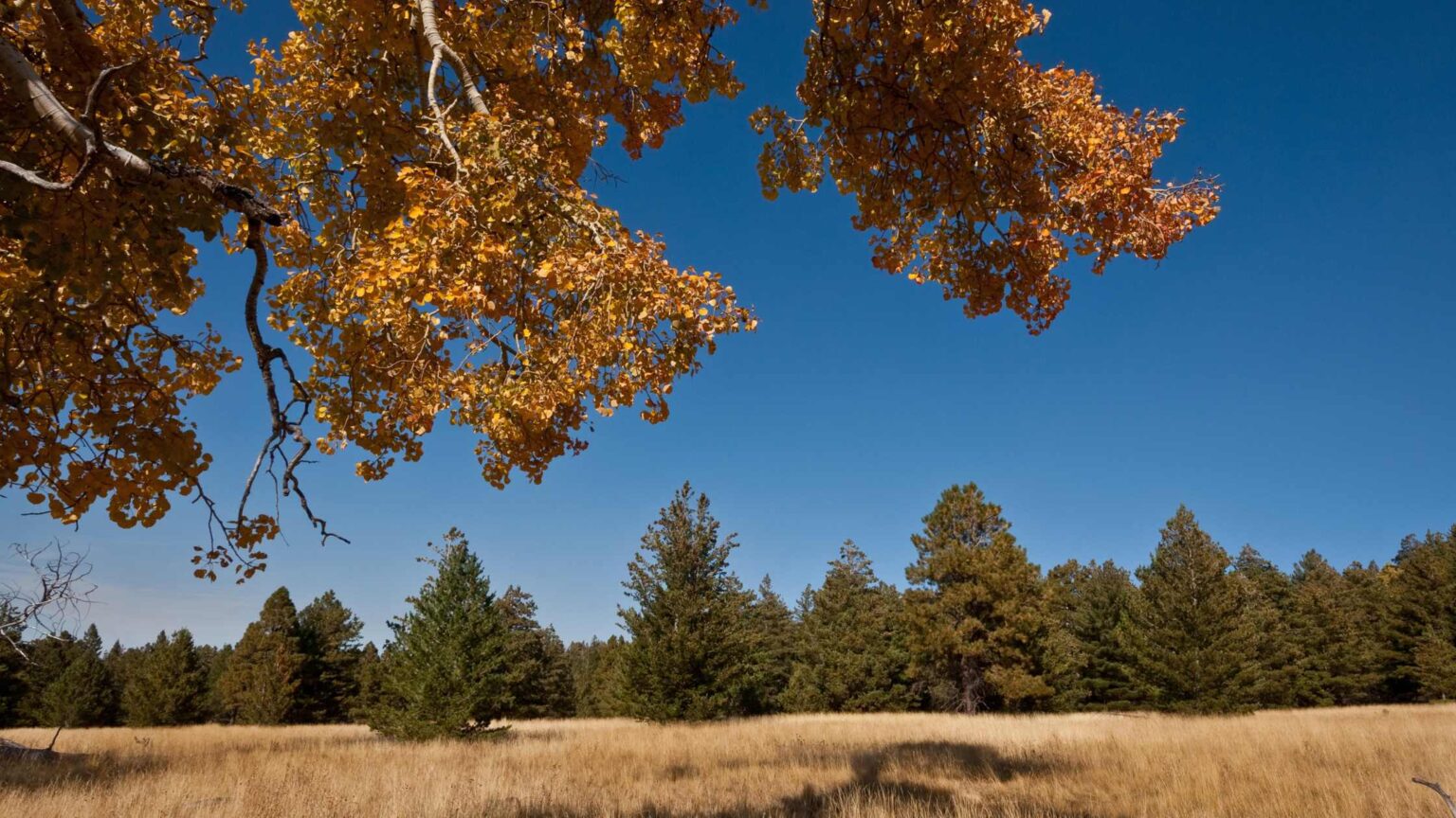 FALL COLORS IN ARIZONA - 25 BEST SPOTS TO GO!