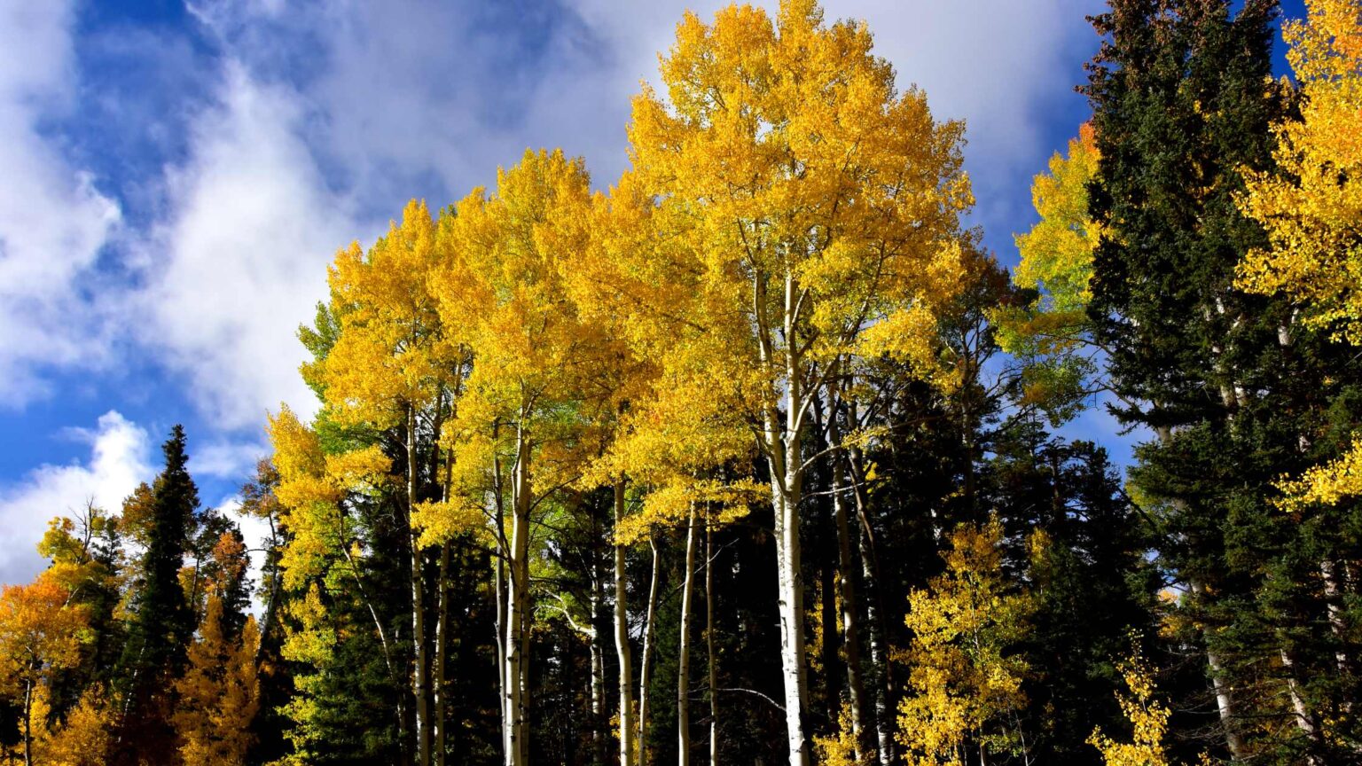 FALL COLORS IN ARIZONA - 25 BEST SPOTS TO GO!
