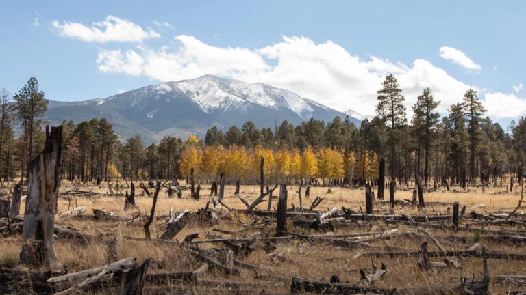 FALL COLORS IN ARIZONA - 25 BEST SPOTS TO GO!