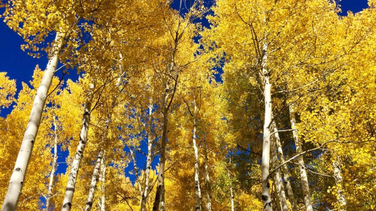FALL COLORS IN ARIZONA - 25 BEST SPOTS TO GO!