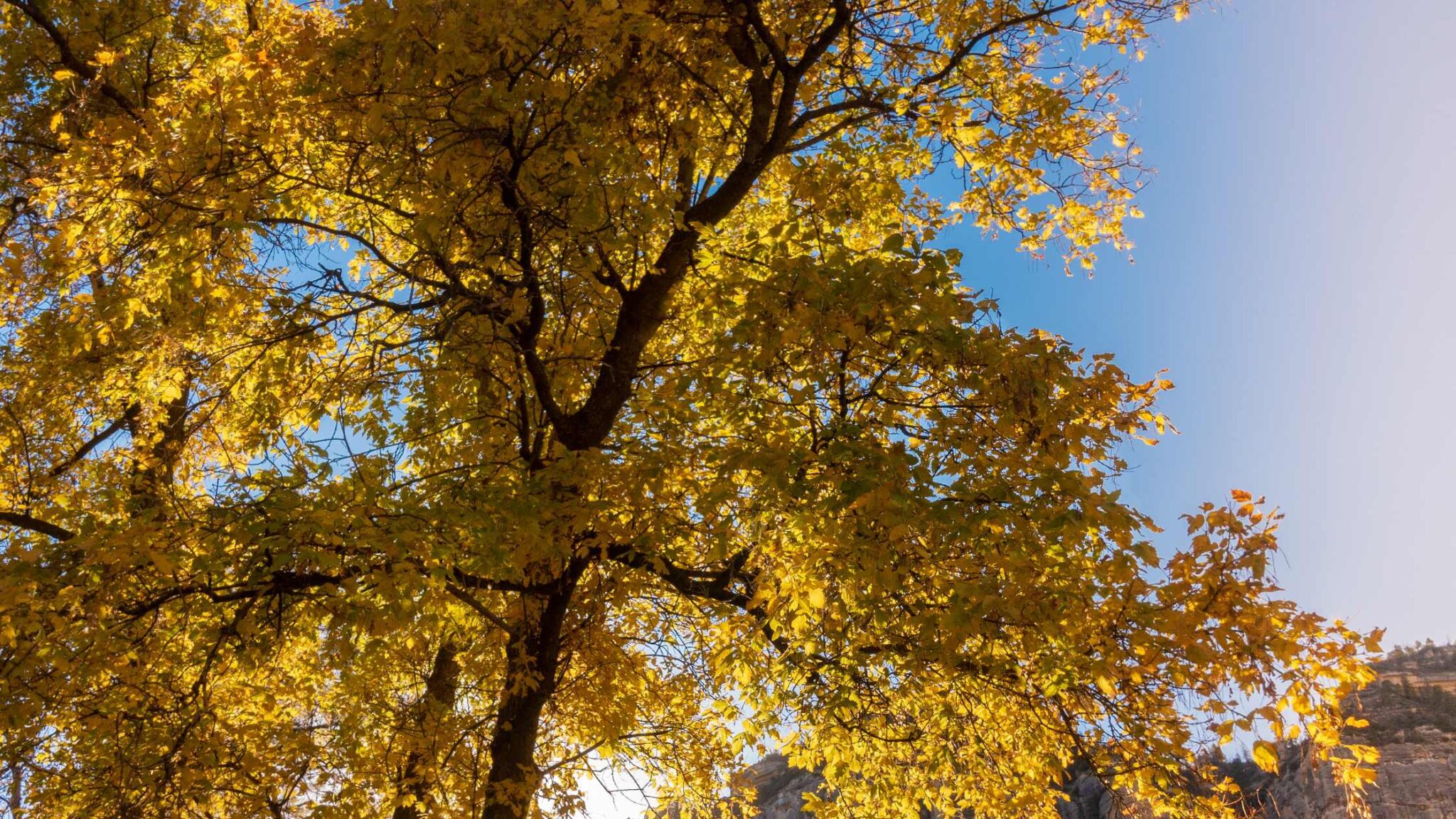 FALL COLORS IN ARIZONA - 25 BEST SPOTS TO GO!