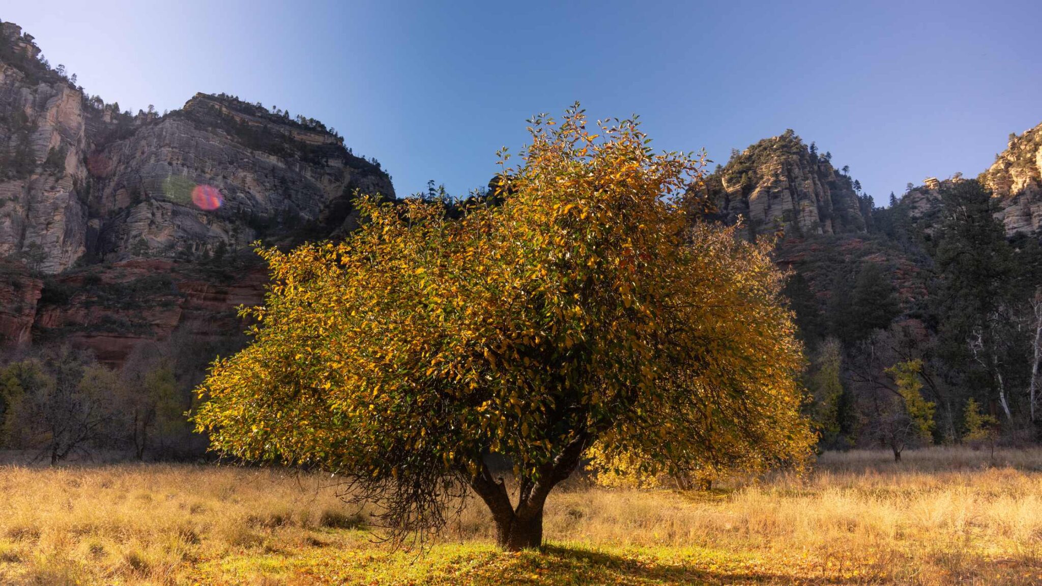 FALL COLORS IN ARIZONA - 25 BEST SPOTS TO GO!