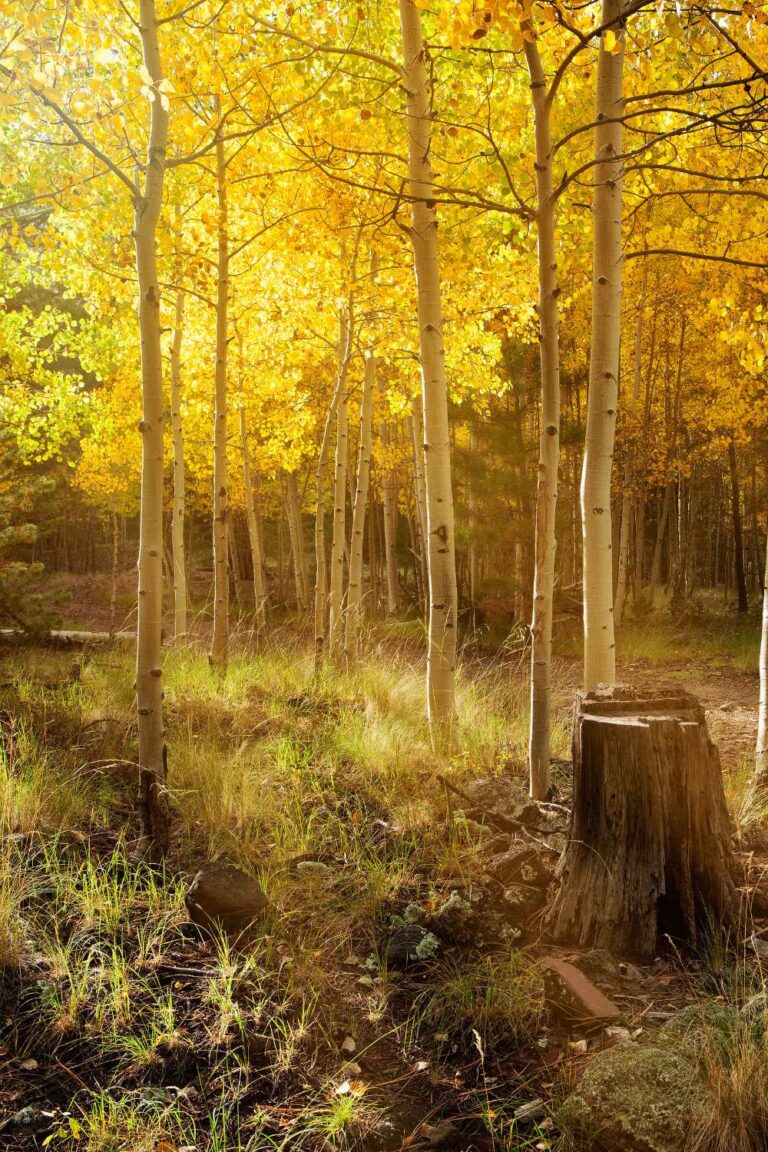 FLAGSTAFF FALL COLORS - 15 TOP PLACES TO ADMIRE