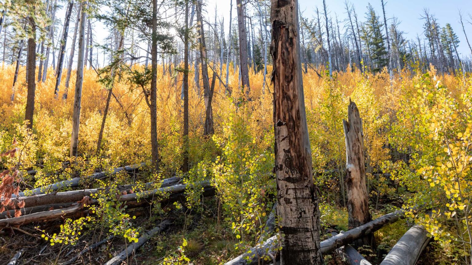 FLAGSTAFF FALL COLORS - 15 TOP PLACES TO ADMIRE