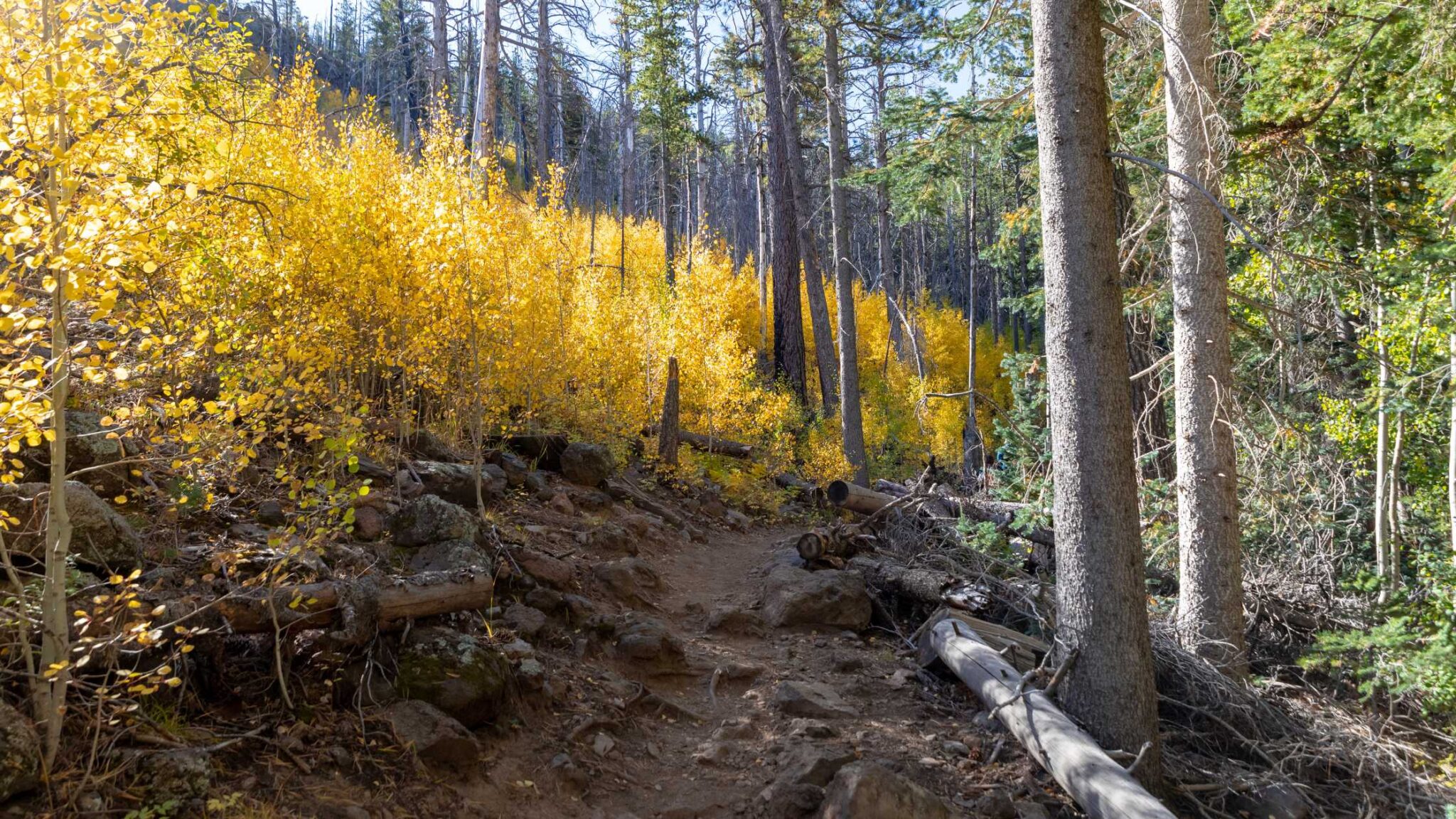 FLAGSTAFF FALL COLORS - 15 TOP PLACES TO ADMIRE