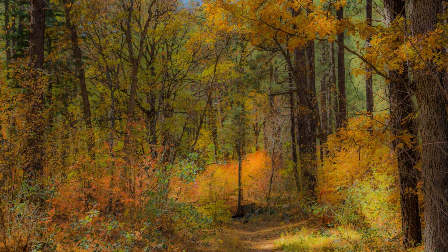 FLAGSTAFF FALL COLORS - 15 TOP PLACES TO ADMIRE