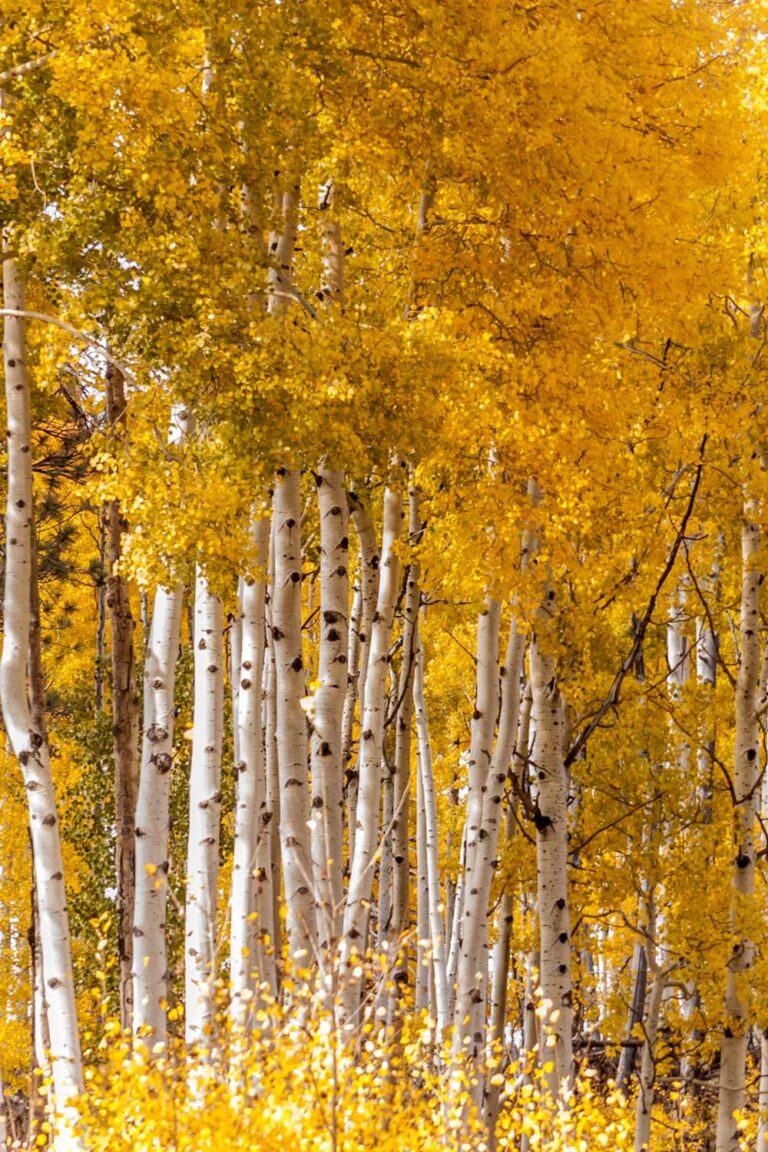 FLAGSTAFF FALL COLORS - 15 TOP PLACES TO ADMIRE