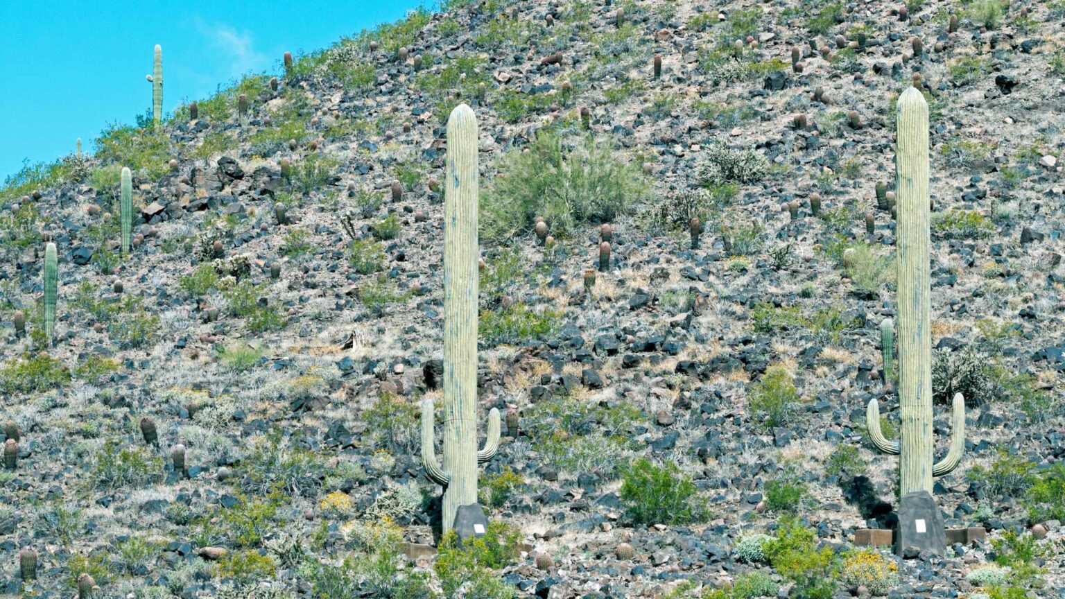 PHOENIX IN WINTER - 21 BEST THINGS TO DO THIS YEAR