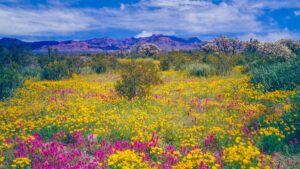 SPRING BREAK IN ARIZONA - 28 THINGS TO DO(2025 Guide) - WANDER IN ARIZONA