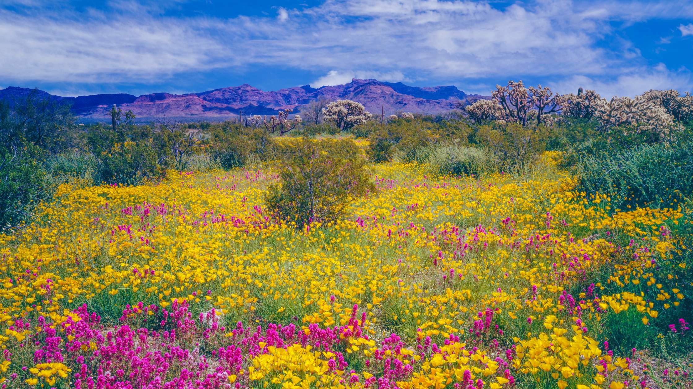 21 PLACES FOR ARIZONA WILDFLOWERS THIS SPRING